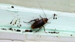 What Do Cockroach Eggs Look Like and How to Get Rid of Them?