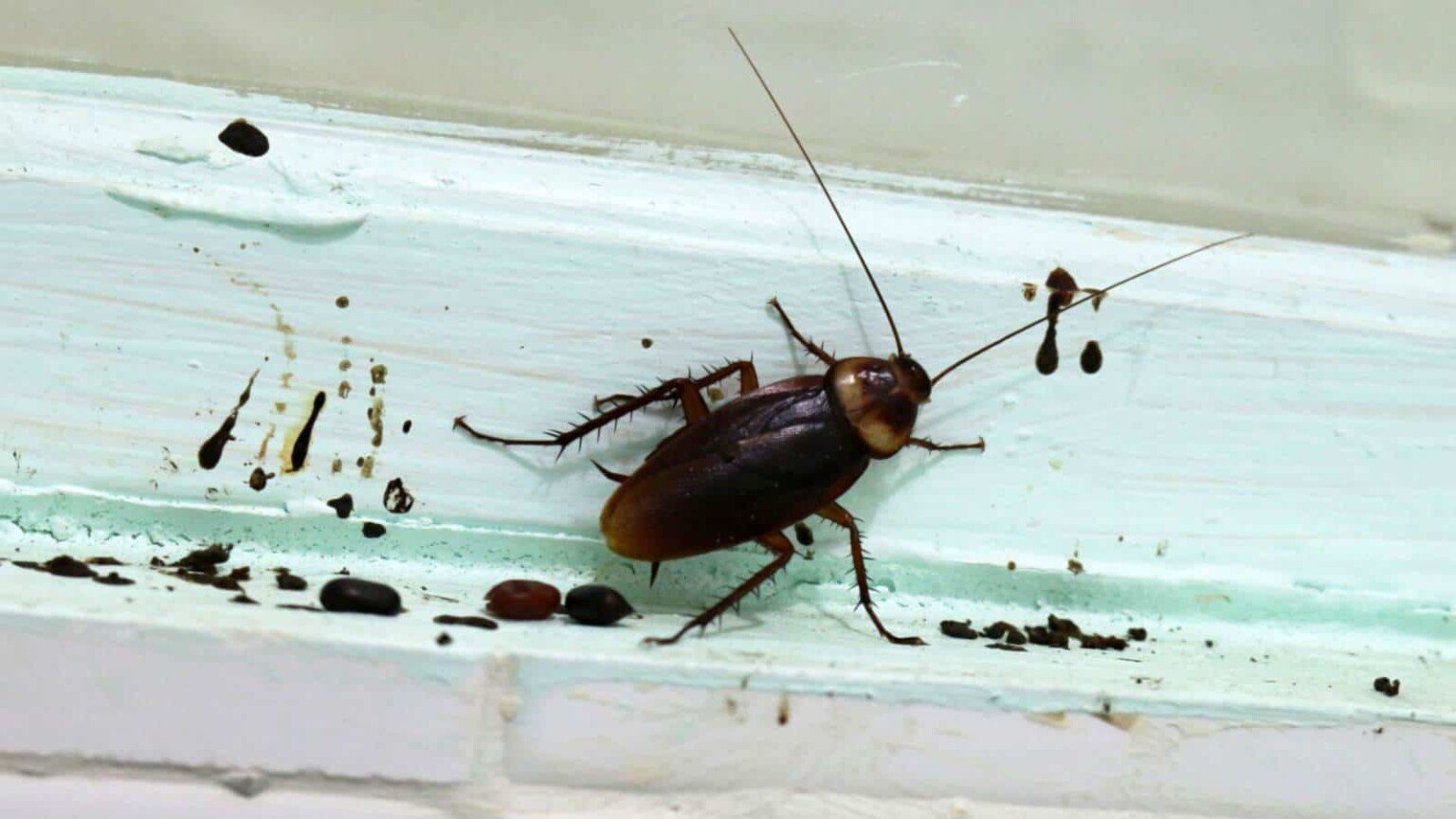 What Do Cockroach Eggs Look Like and How to Get Rid of Them?