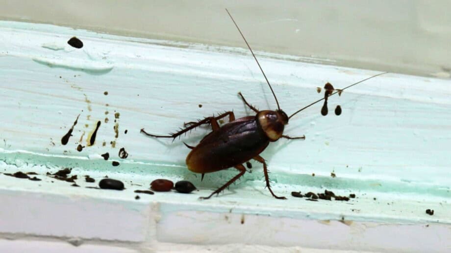 What Do Cockroach Eggs Look Like and How to Get Rid of Them?