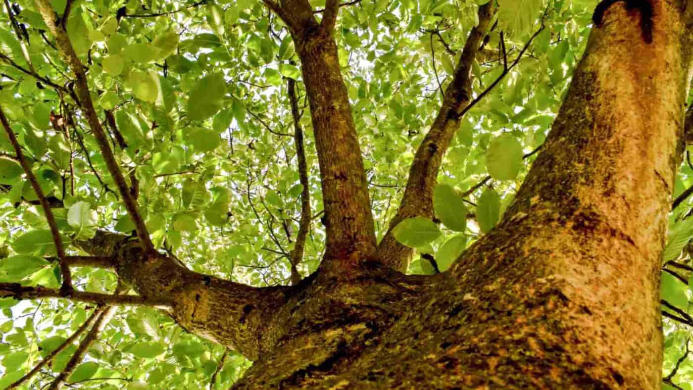 How to Plant, Grow, & Care for Walnut Tree (Complete Guide)