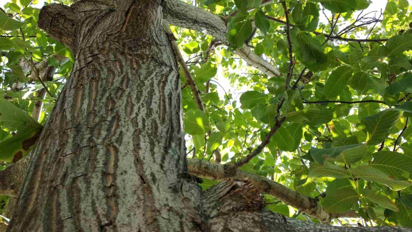 How to Plant, Grow, & Care for Walnut Tree (Complete Guide)