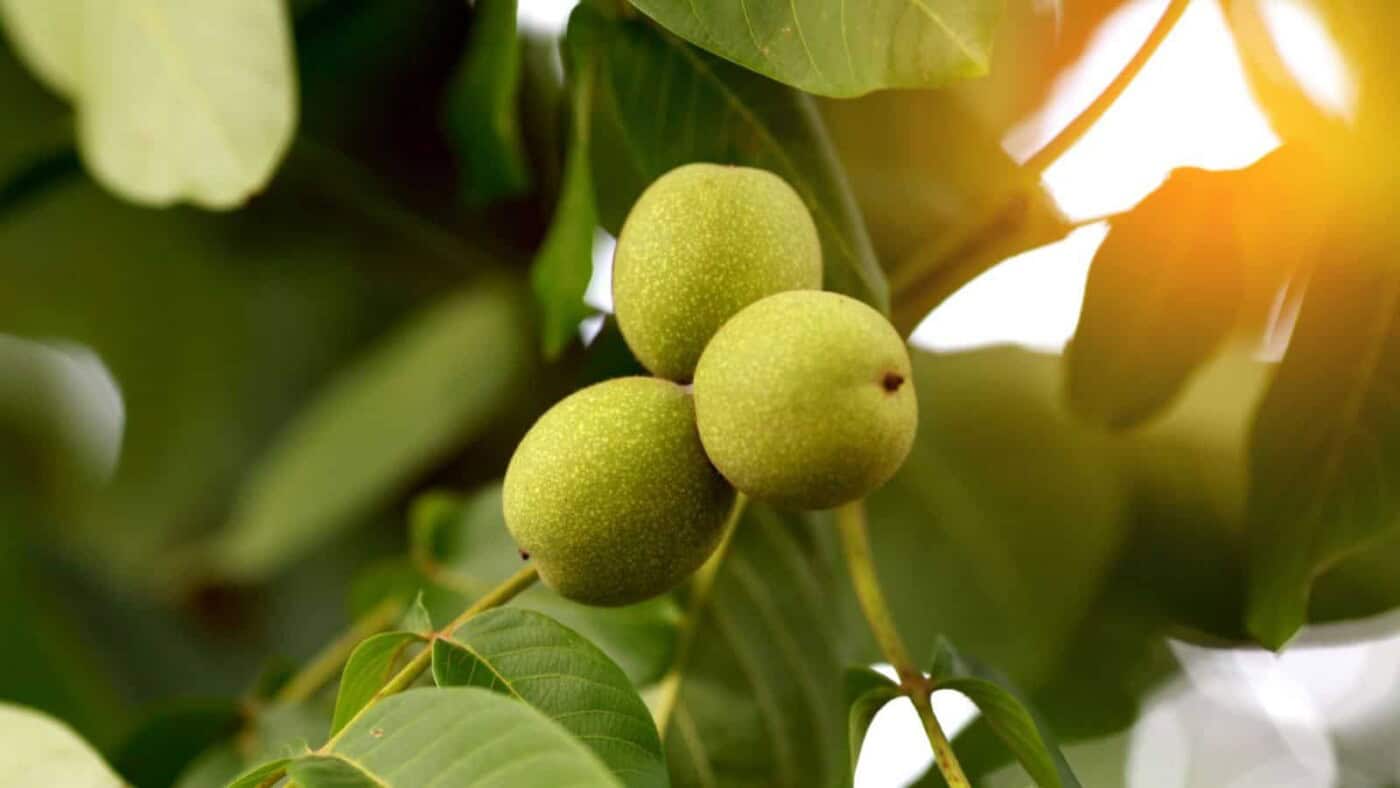 How to Plant, Grow, & Care for Walnut Tree (Complete Guide)