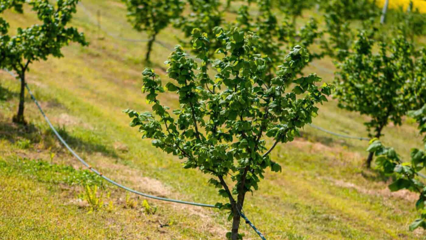 How to Plant, Grow, and Care for Hazelnut Tree (Complete Guide)