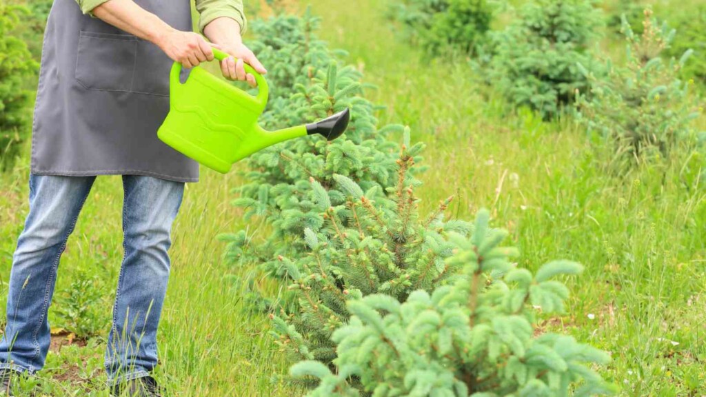 Fir Tree Guide: Description, Types, Growing and Care Tips