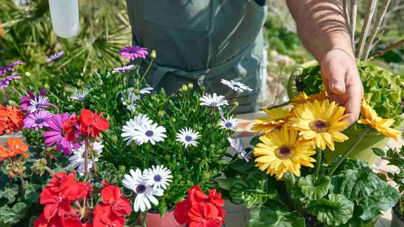 How To Plant and Grow Gerbera Daisies: Step-by-Step Guide
