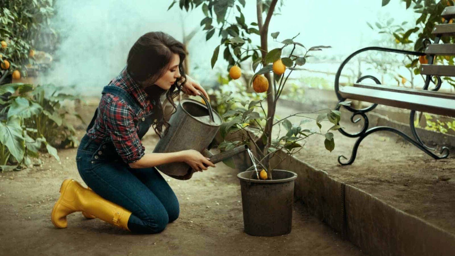 How to Plant, Grow & Care for Lemon Tree (Step-by-Step Guide)