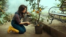 How to Plant, Grow & Care for Lemon Tree (Step-by-Step Guide)