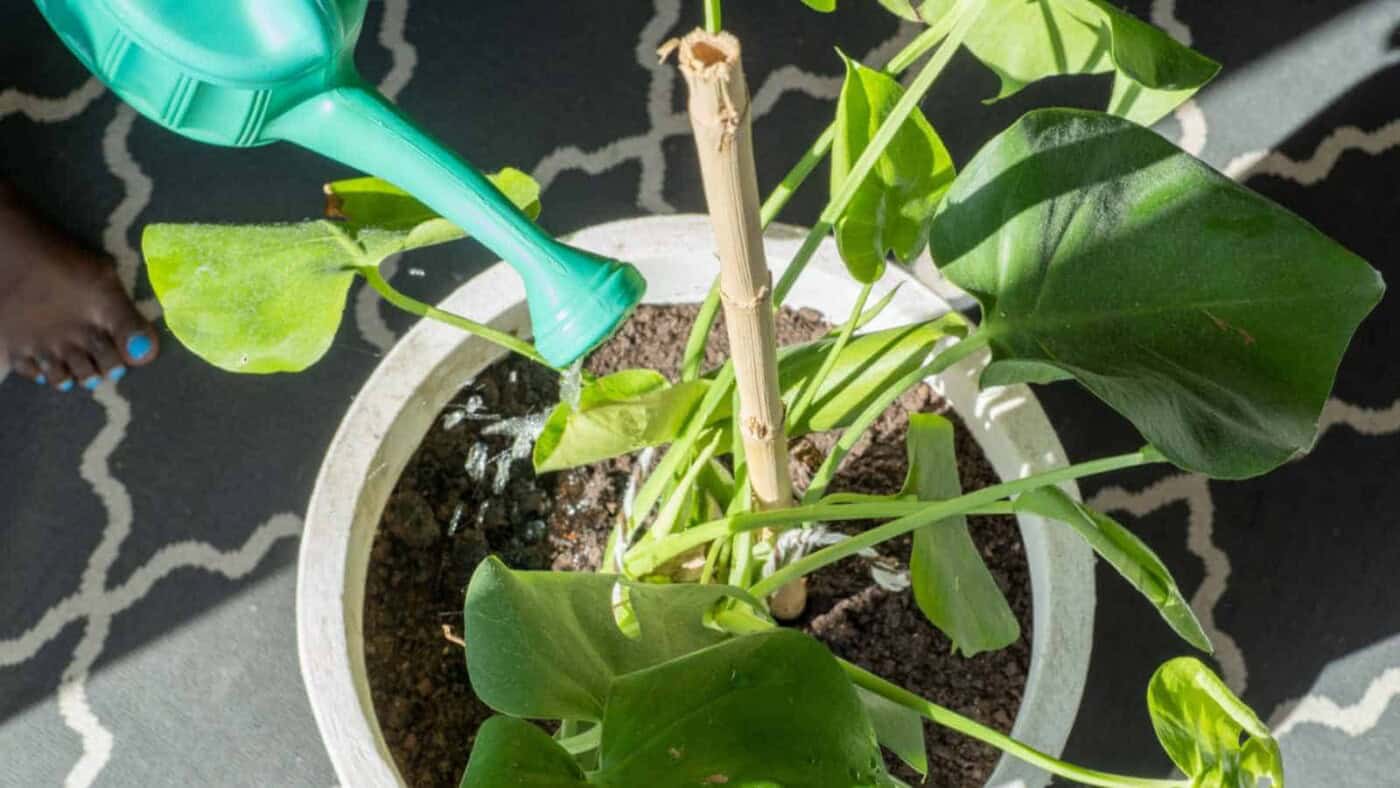 Everything You Need to Know to Grow Monstera Deliciosa Fruit