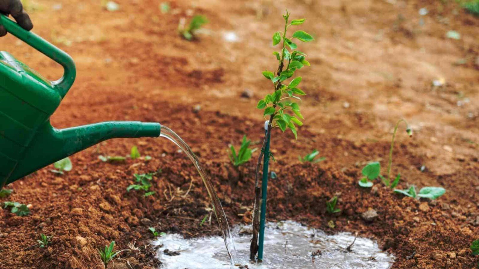 Pear Tree Complete Guide: Caring, Growing, Types, & Uses