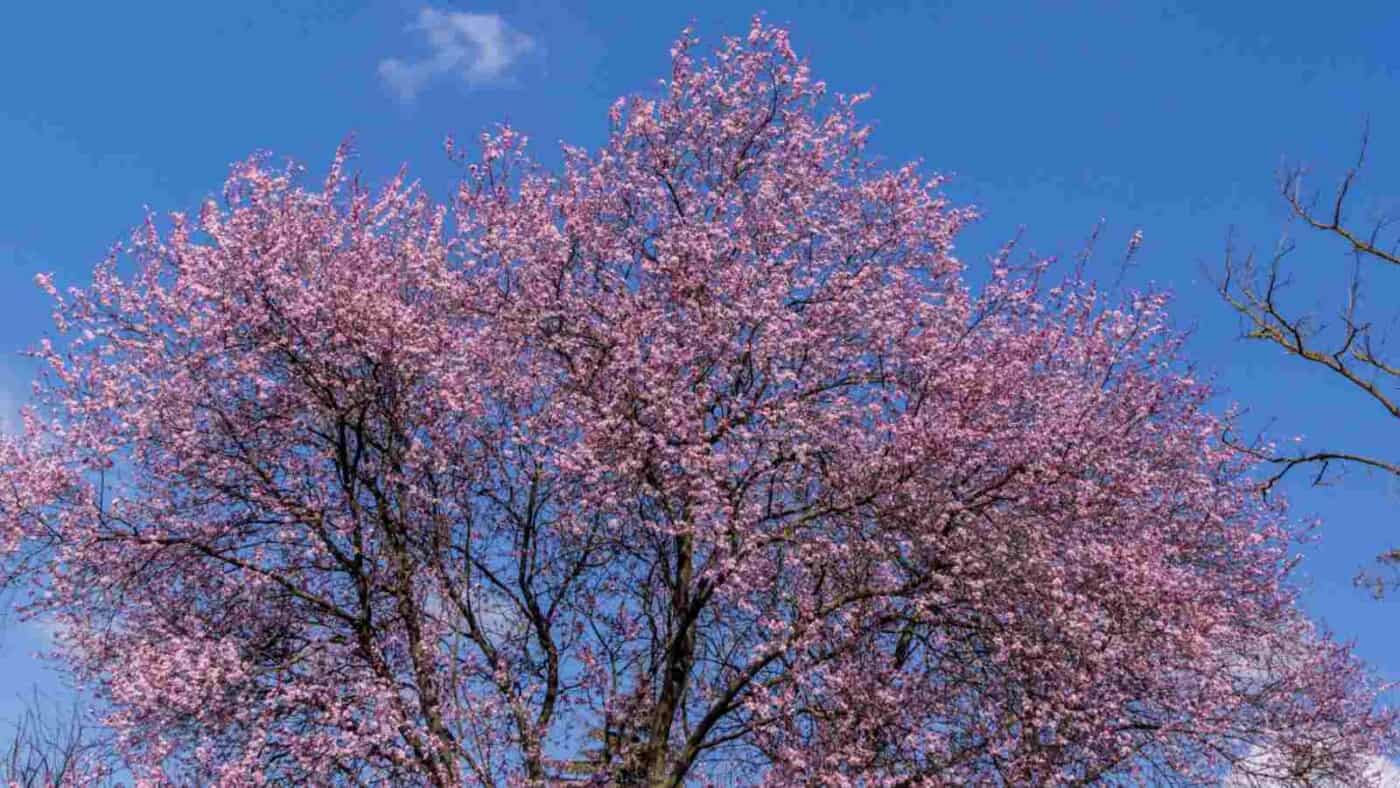 39 Best Pink Flowering Trees for Your Yard and Landscaping