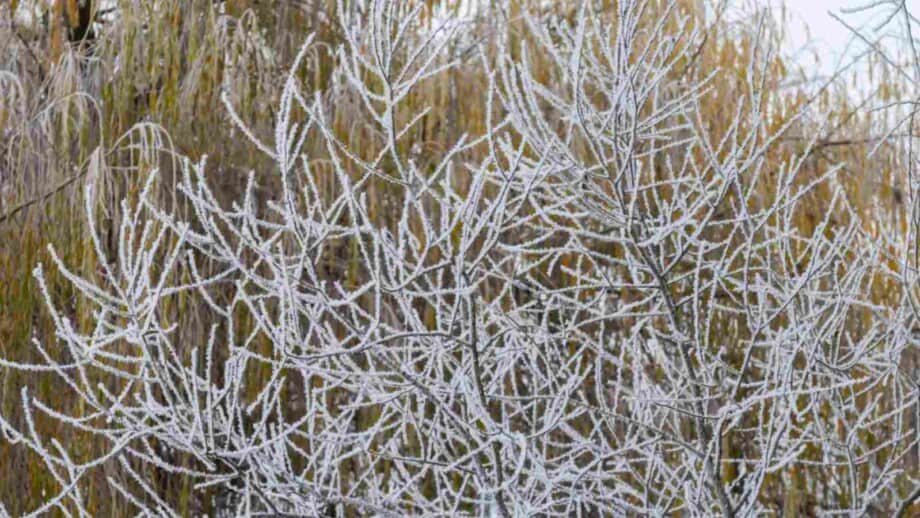 How to Grow and Care for Weeping Willow Trees (Complete Guide)