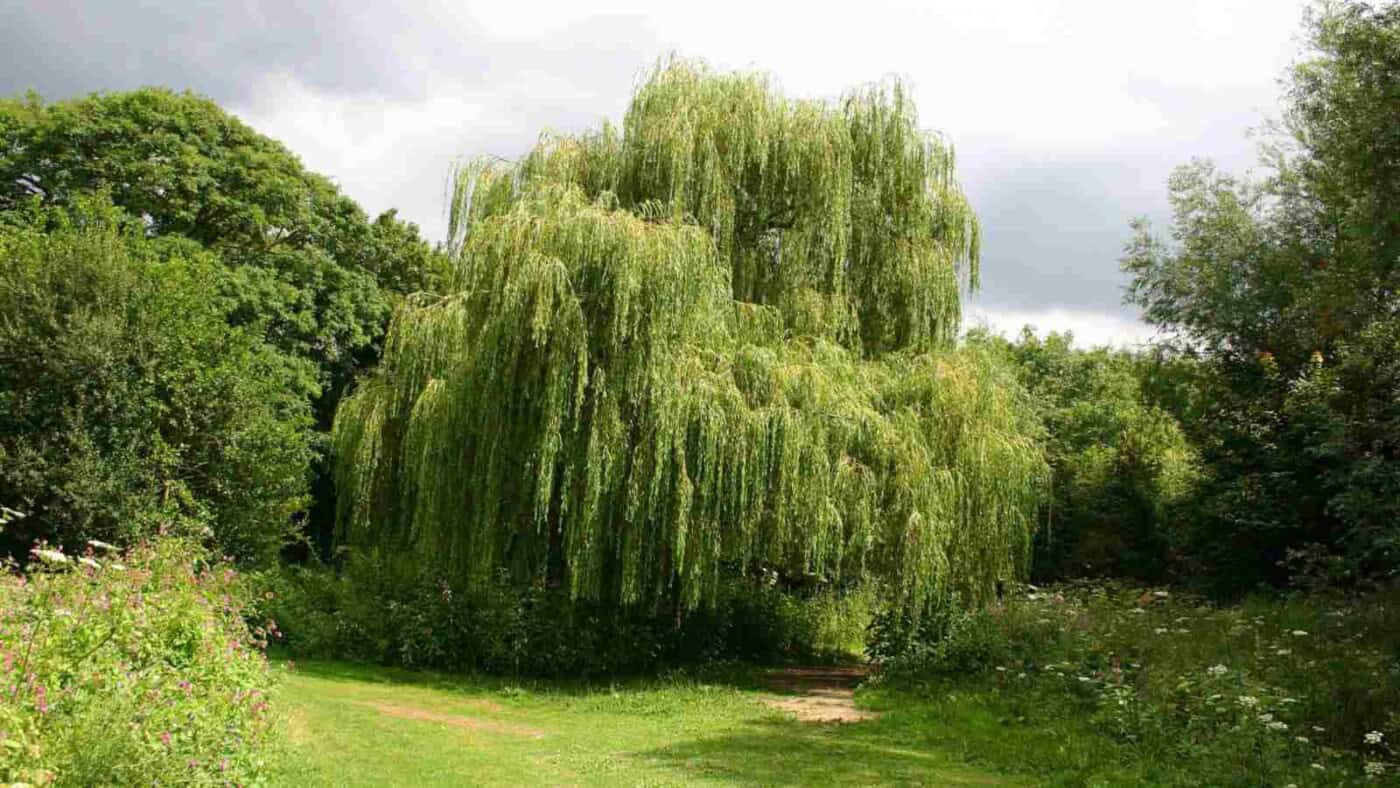 How to Grow and Care for Weeping Willow Trees (Complete Guide)