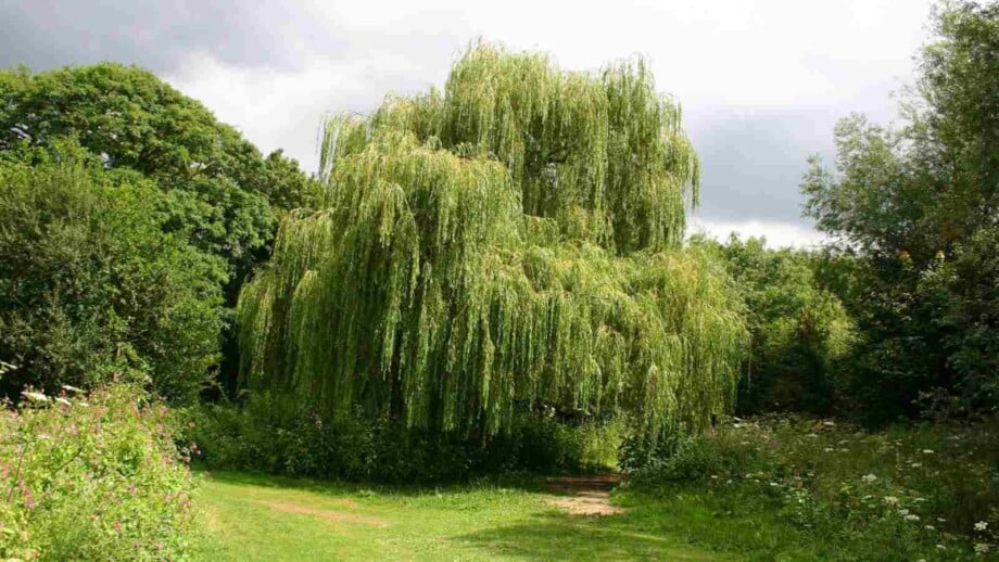 How to Grow and Care for Weeping Willow Trees (Complete Guide)
