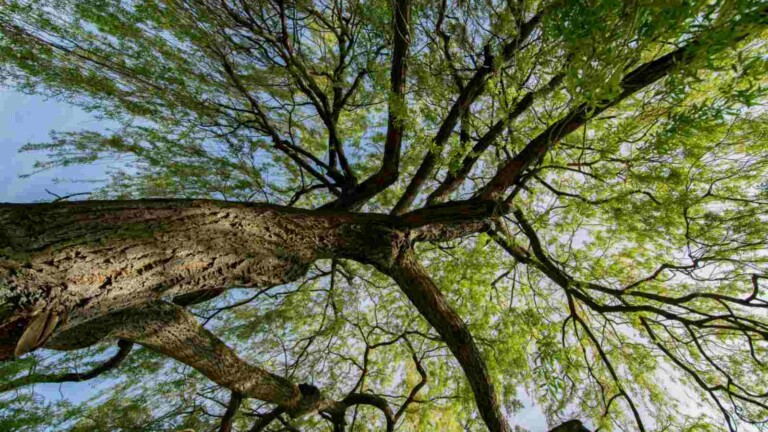 How To Grow And Care For Weeping Willow Trees Complete Guide 5546