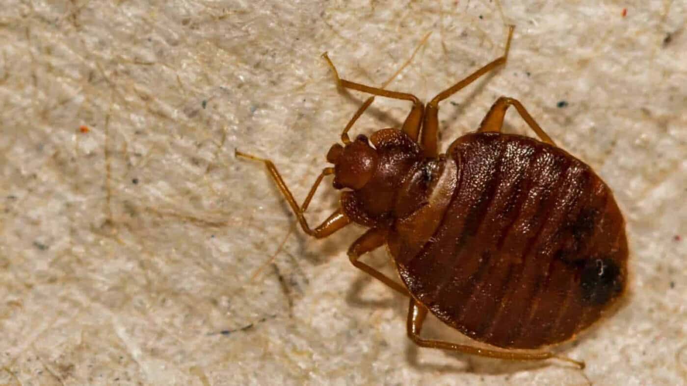 What Causes Bed Bugs? (Top 7 Causes of Bed Bug Infestations)