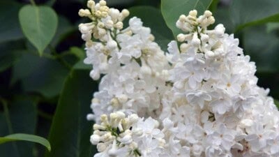 How to Grow and Care for a Lilac Tree (Complete Guide)
