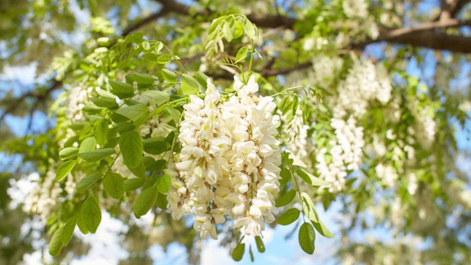 Acacia Tree: Description, Types, and Care Tips (Full Guide)