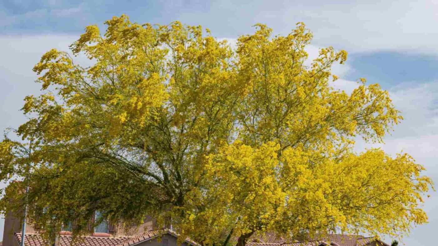 Palo Verde Tree: Description, Types, Facts, and Care Tips
