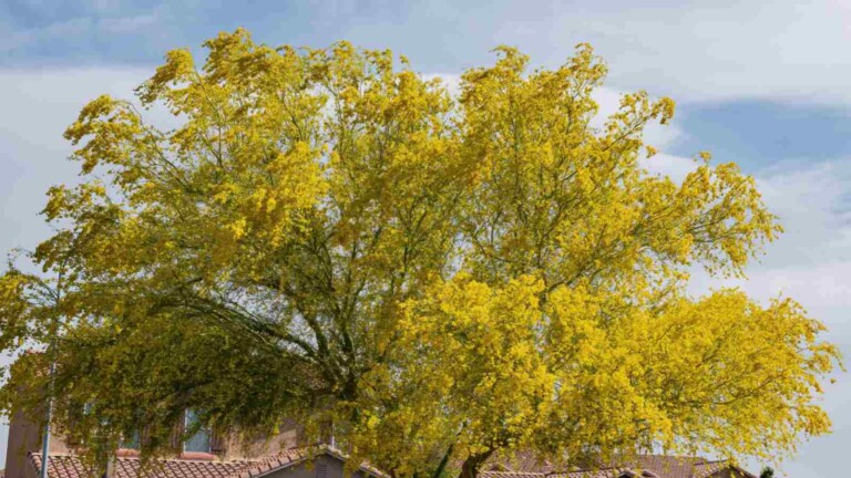 Palo Verde Tree: Description, Types, Facts, and Care Tips