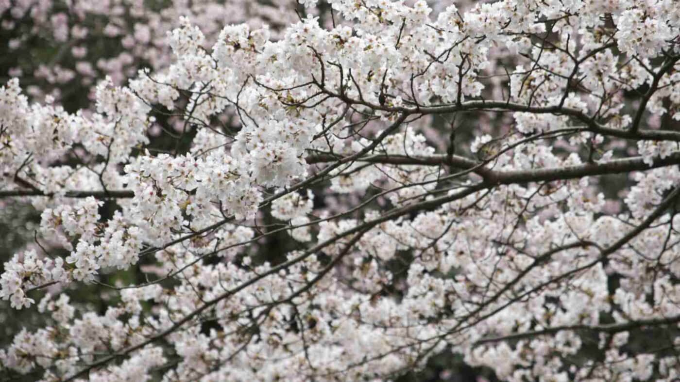 How to Plant, Grow and Care for Yoshino Cherry Tree - Full Guide