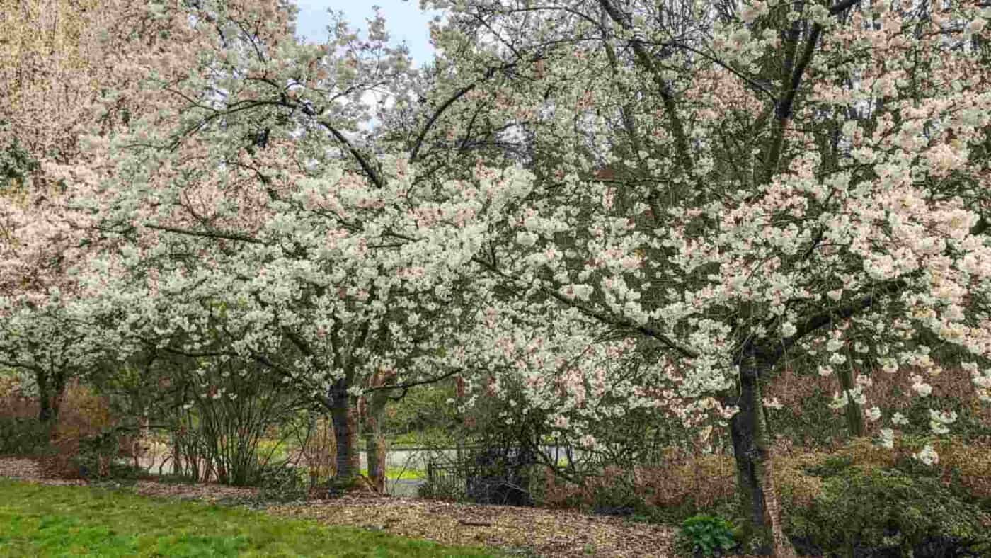 How to Plant, Grow and Care for Yoshino Cherry Tree - Full Guide