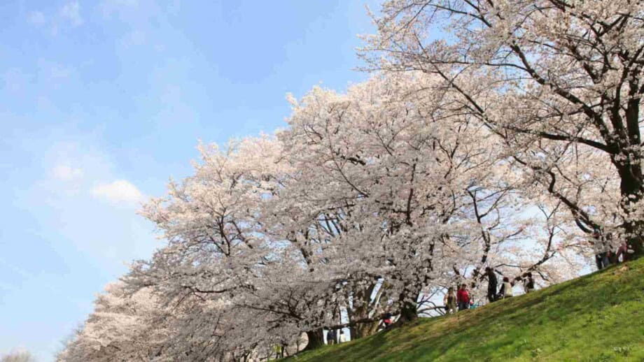 How to Plant, Grow and Care for Yoshino Cherry Tree - Full Guide