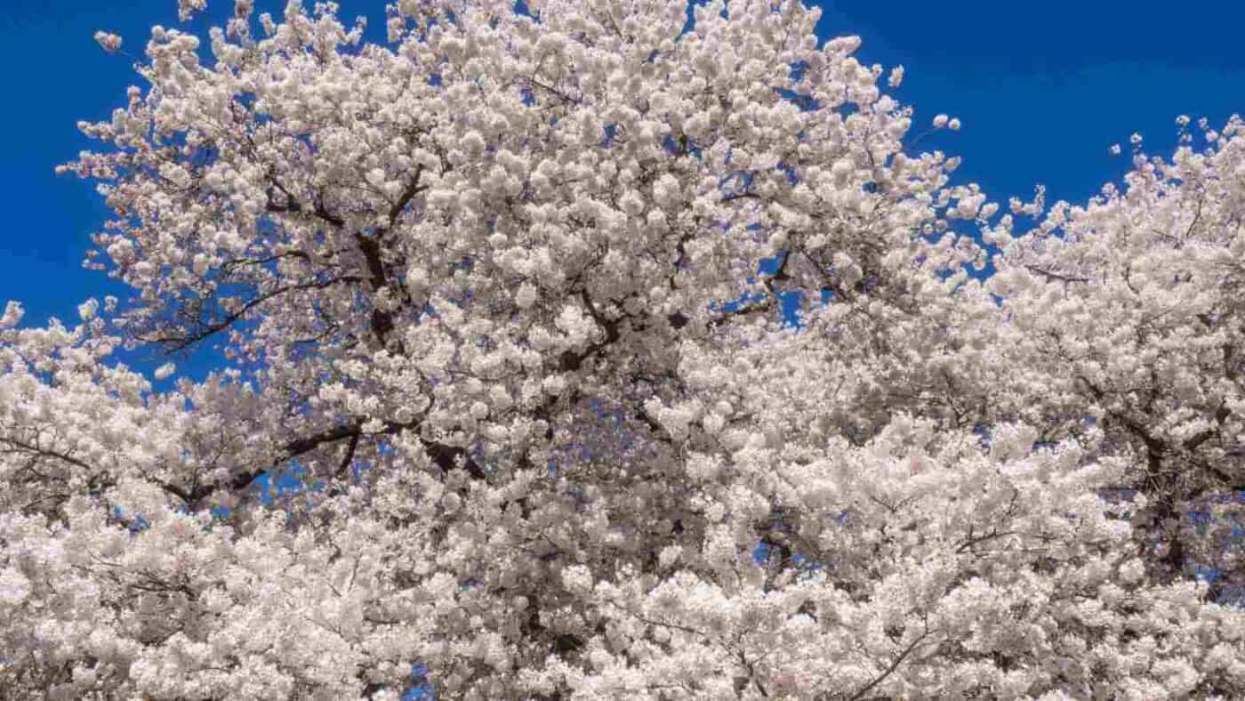 How to Plant, Grow and Care for Yoshino Cherry Tree - Full Guide