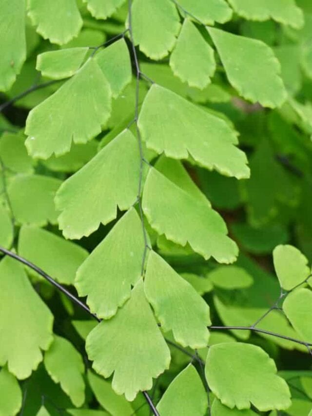 Southern Maidenhair Fern Care at Jenny Mcnear blog