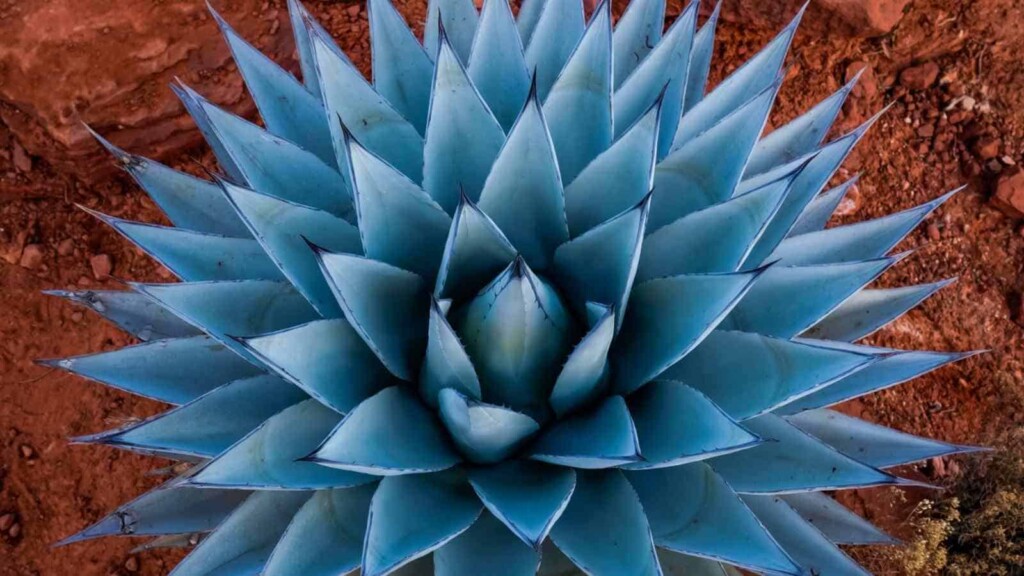 88 Types of Succulents for Your Home and Garden (with Pictures)