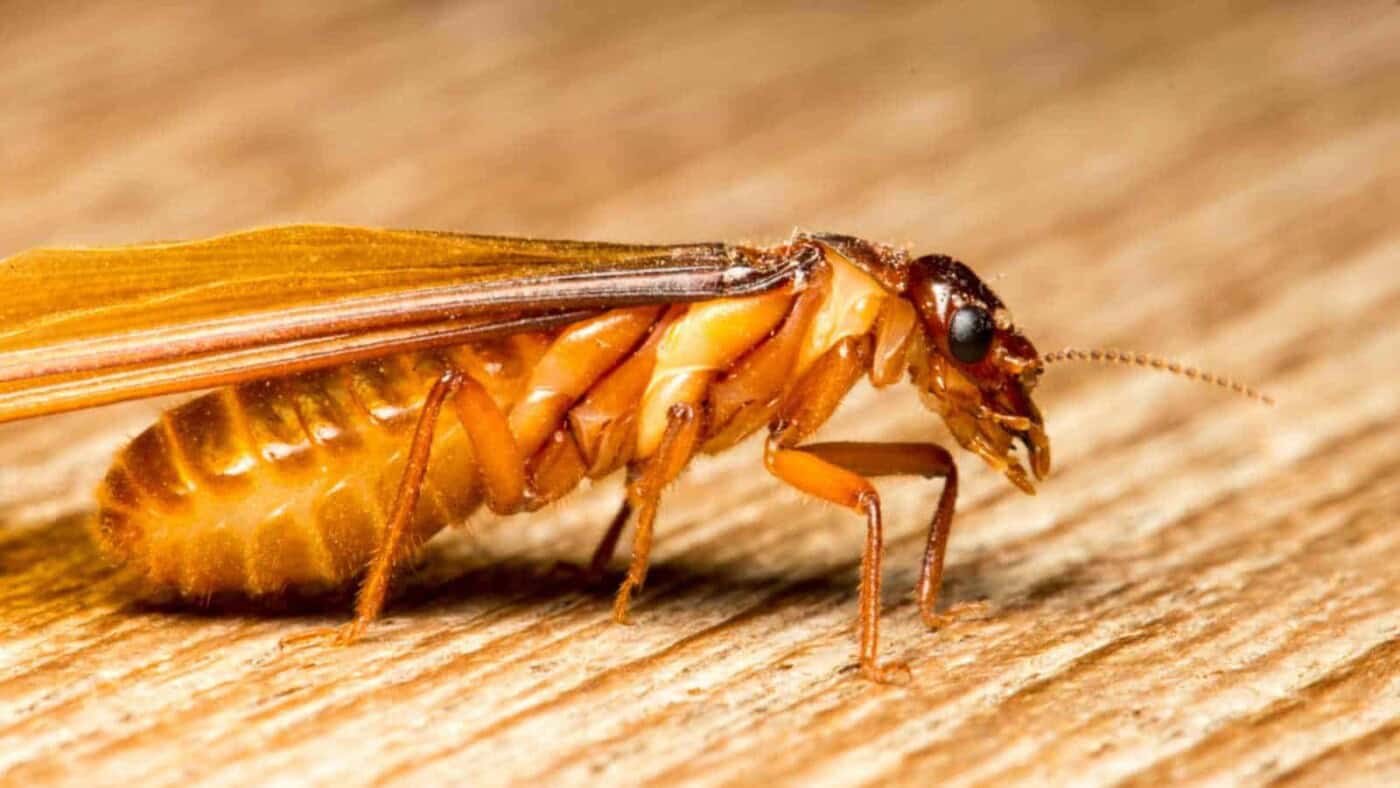 What Do Termites Look Like? Plus, Bugs That Look Like Them