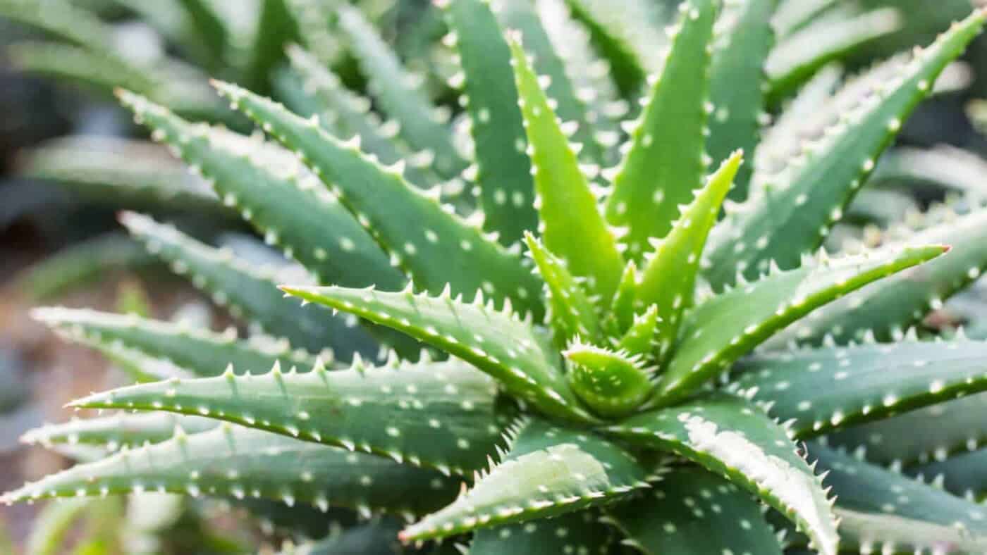 88 Types of Succulents for Your Home and Garden (with Pictures)