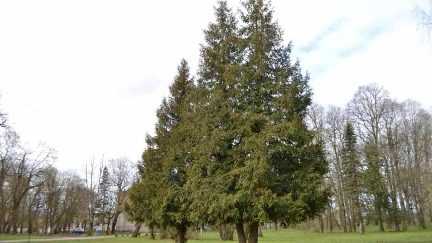 How to Plant, Grow, and Care for Arborvitae Trees Properly