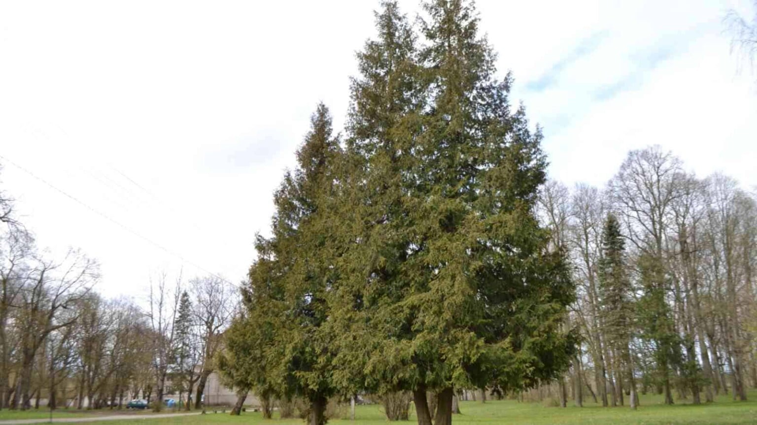 How to Plant, Grow, and Care for Arborvitae Trees Properly