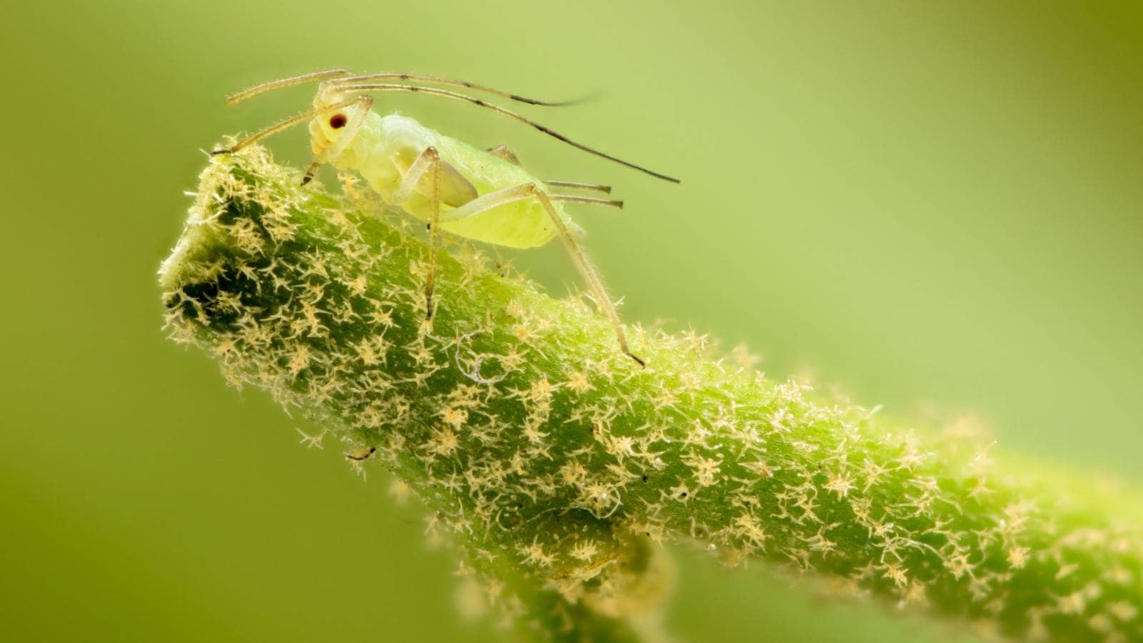 How to Grow and Care for a Hornbeam Tree