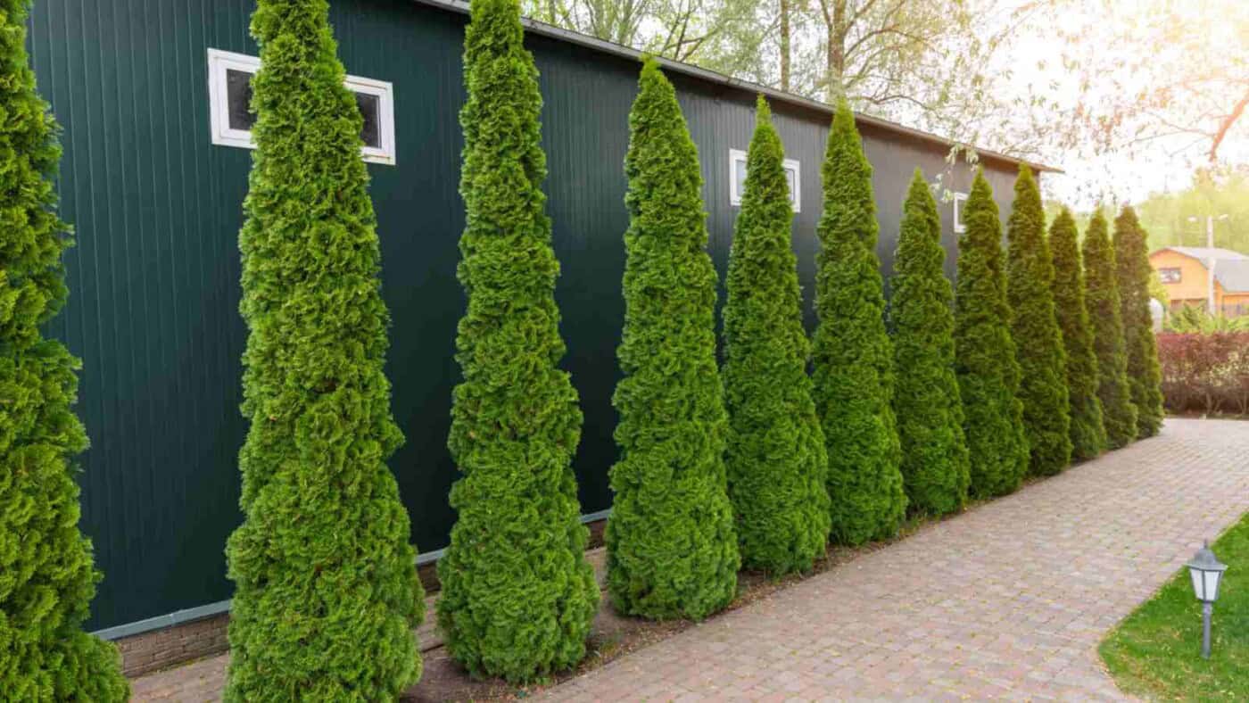 How to Plant, Grow, and Care for Arborvitae Trees Properly