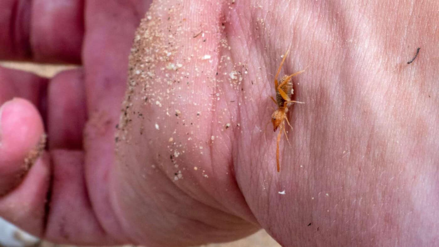 Everything You Need to Know About Camel Spiders (Solifugids)