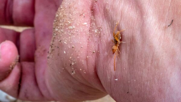 Everything You Need to Know About Camel Spiders (Solifugids)