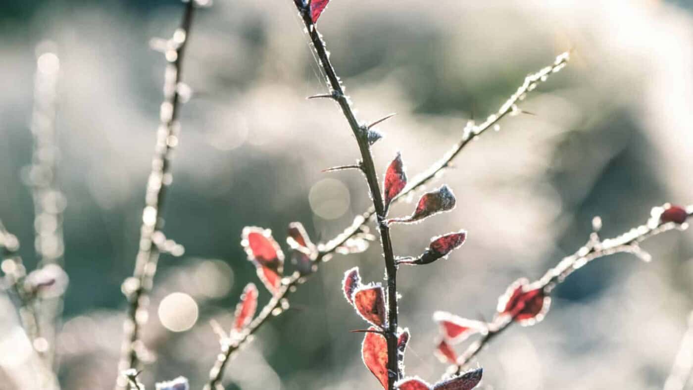 How to Grow and Care For Barberry Bush (Complete Guide)