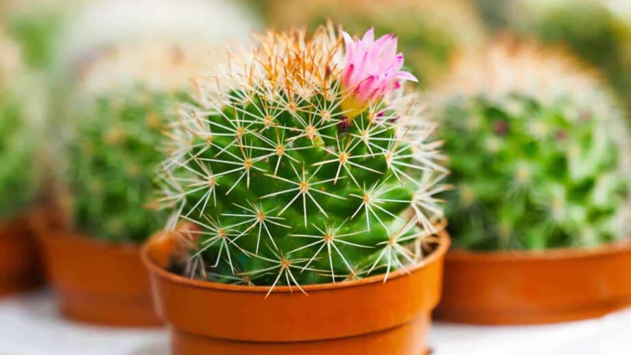 33 Best Popular Types of Cactus You Can Grow at Home