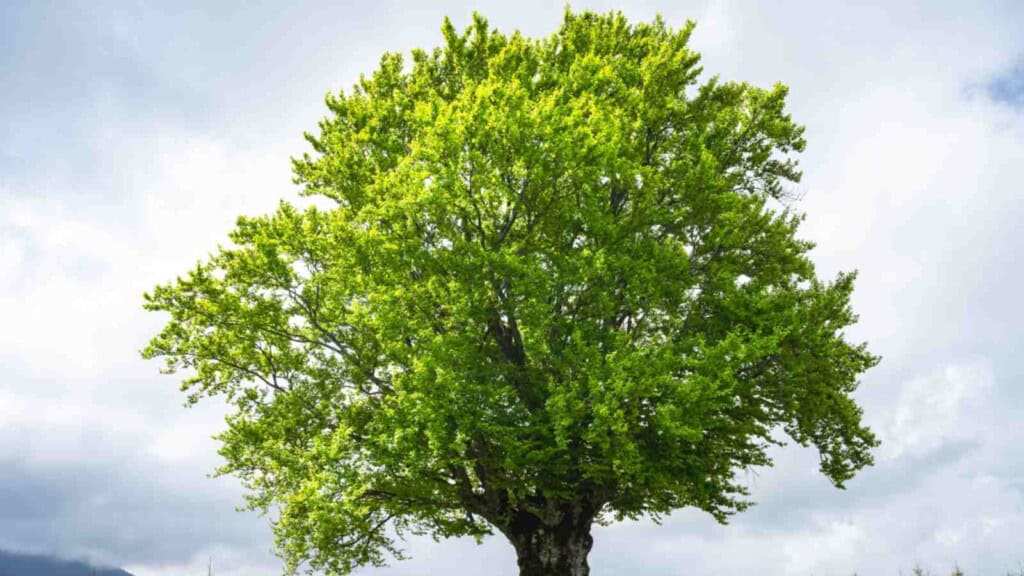 Beech Tree: Description, Types, and Care Tips