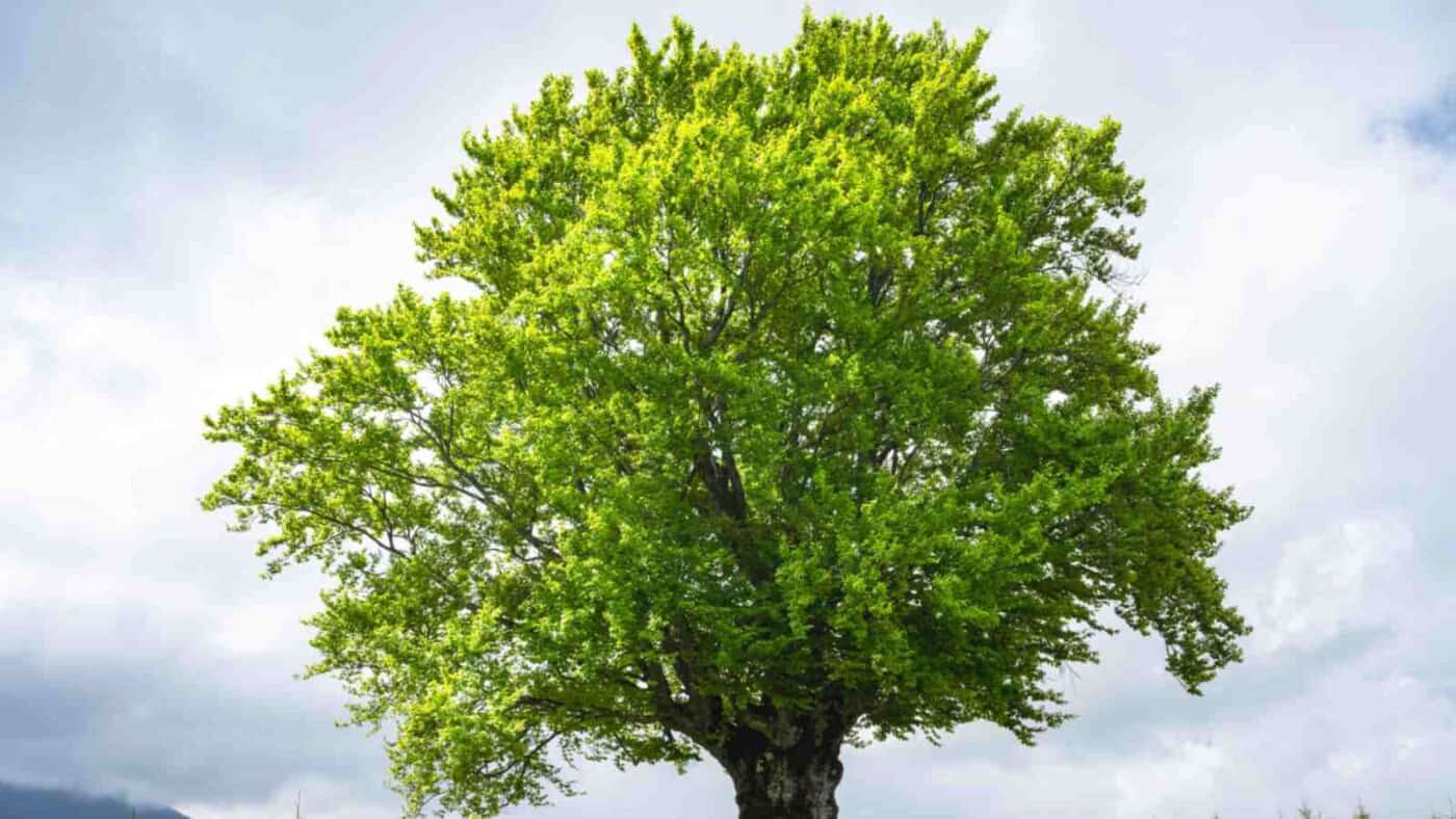 Beech Tree: Description, Types, and Care Tips
