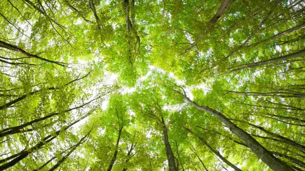 Beech Tree: Description, Types, and Care Tips