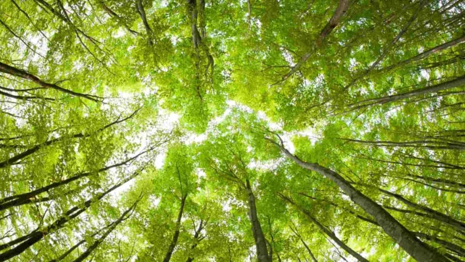 Beech Tree: Description, Types, and Care Tips