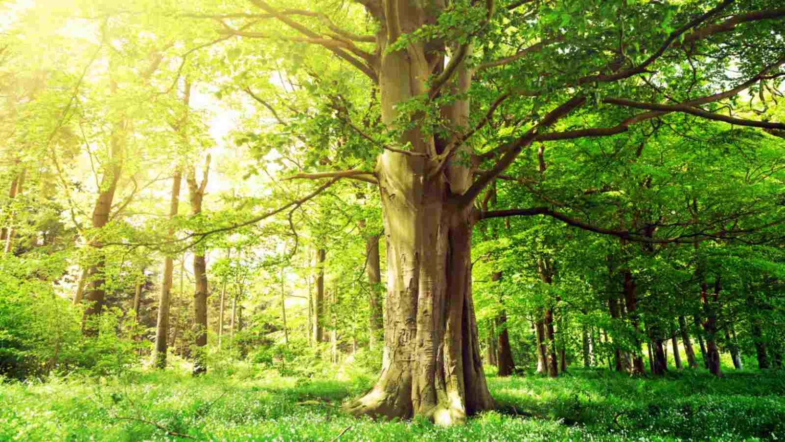Beech Tree: Description, Types, and Care Tips