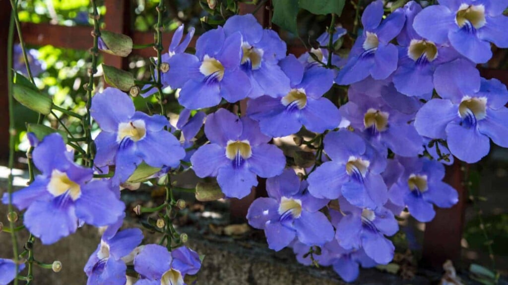 Nature's Elegance: 13 Blue-Flowered Plants that Wow