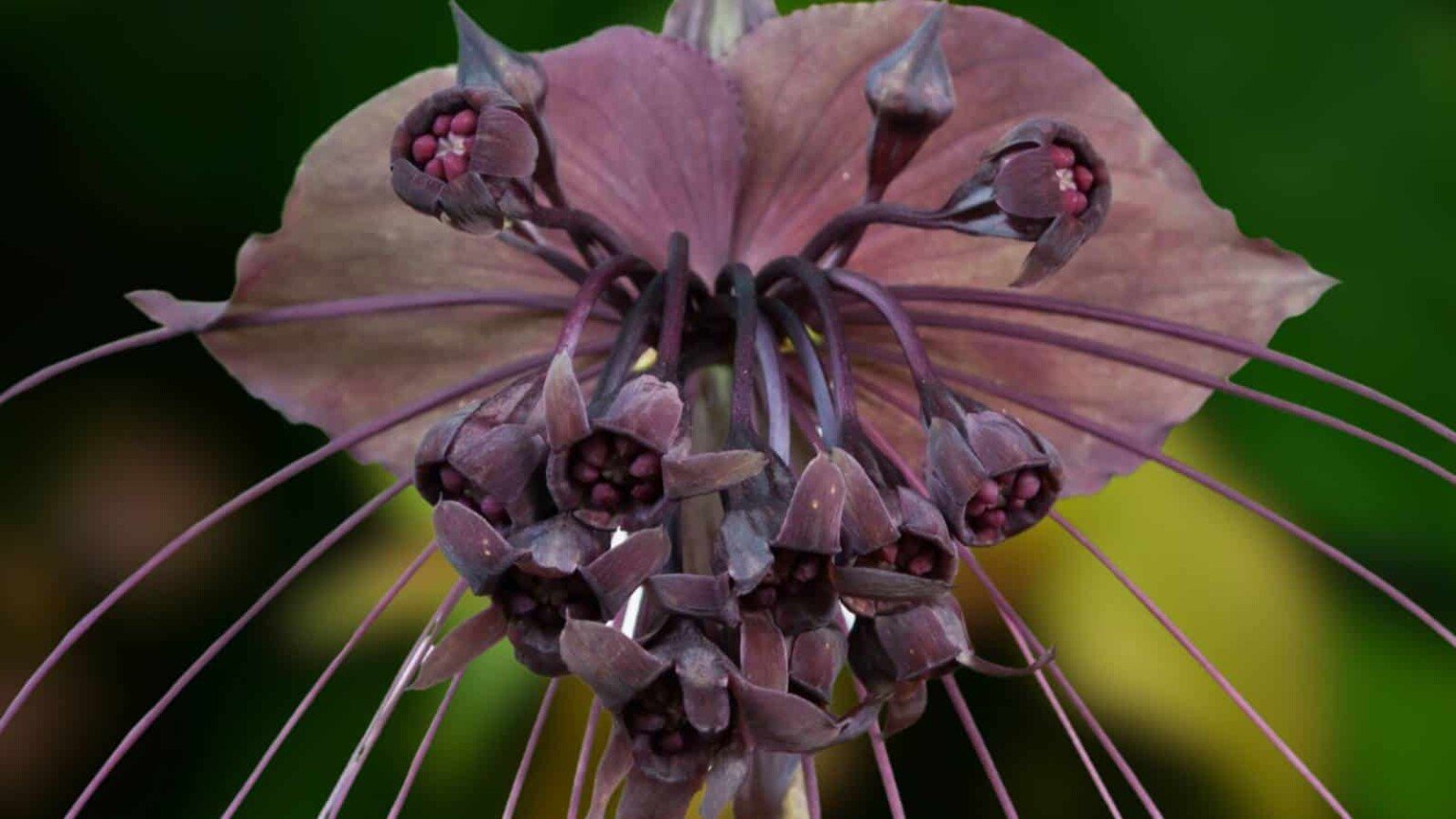 27 Black Flowers: Exploring Nature's Dark Elegance