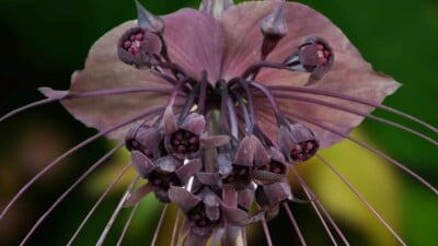 27 Black Flowers: Exploring Nature's Dark Elegance