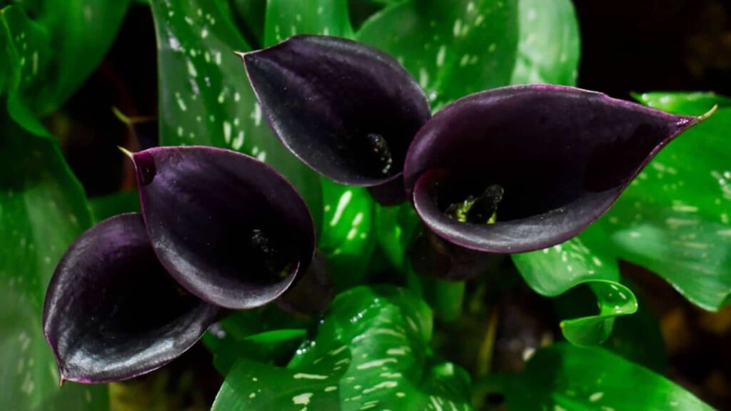 27 Black Flowers: Exploring Nature's Dark Elegance