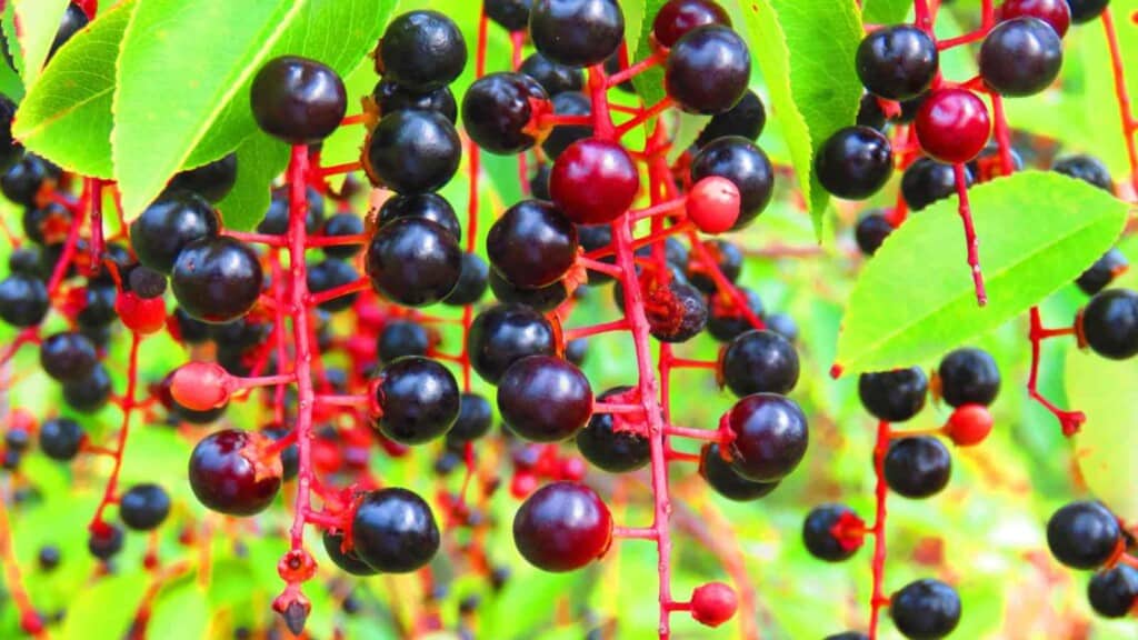 Black Cherry Tree (Prunus serotina): Growing and Care Guide