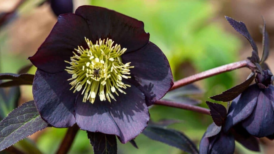 27 Black Flowers: Exploring Nature's Dark Elegance